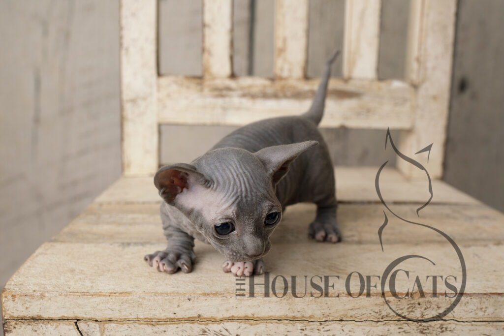 BREED TYPES - THE HOUSE OF CATS